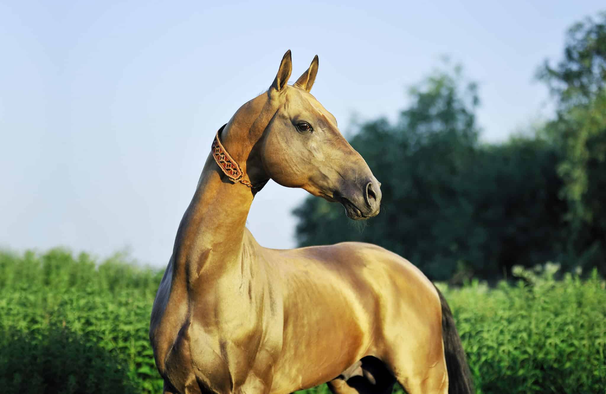 15 Most Beautiful Horse Breeds in the World - Animals Around The Globe