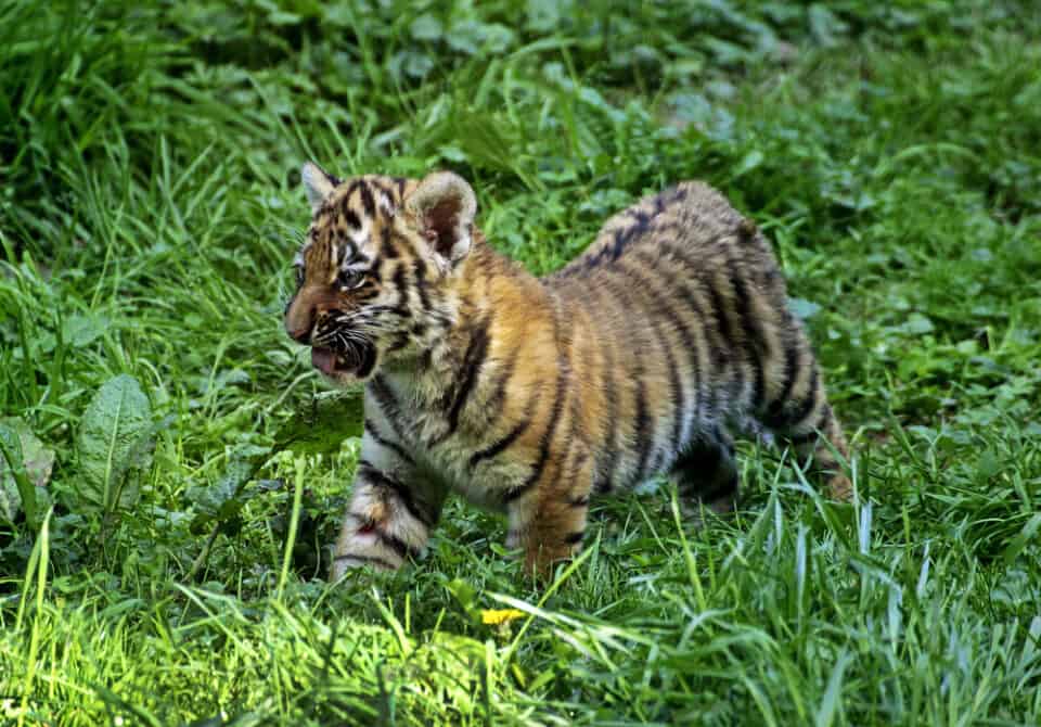 Watch: The First Year of a Tiger Cub’s Life - Animals Around The Globe