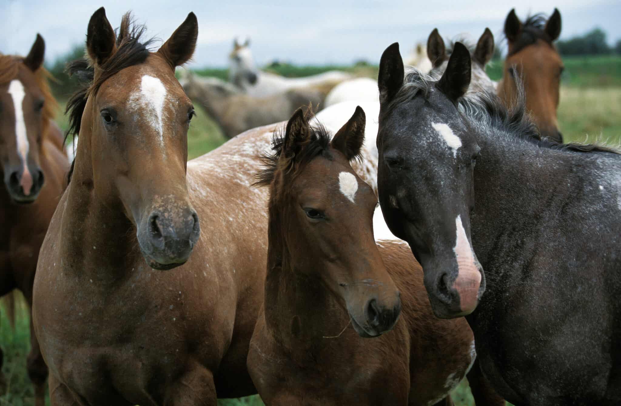 Stunning Horse Breeds That Define Kentucky’s Equestrian Legacy ...