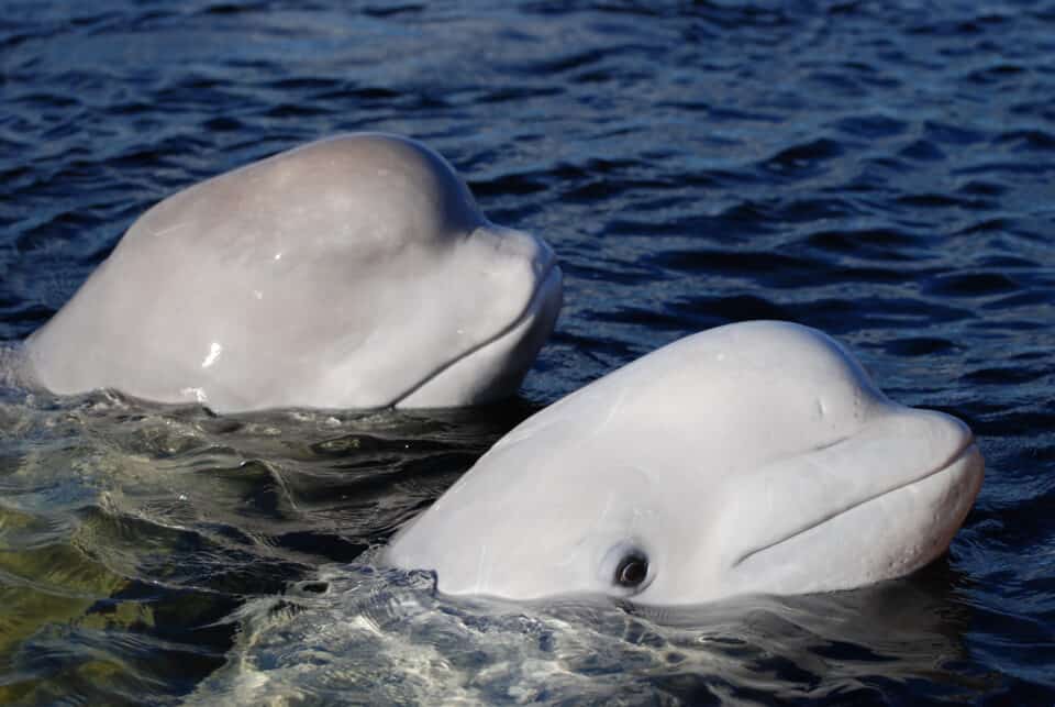 After Years in Captivity, Two Beluga Whales Smile While Transported ...