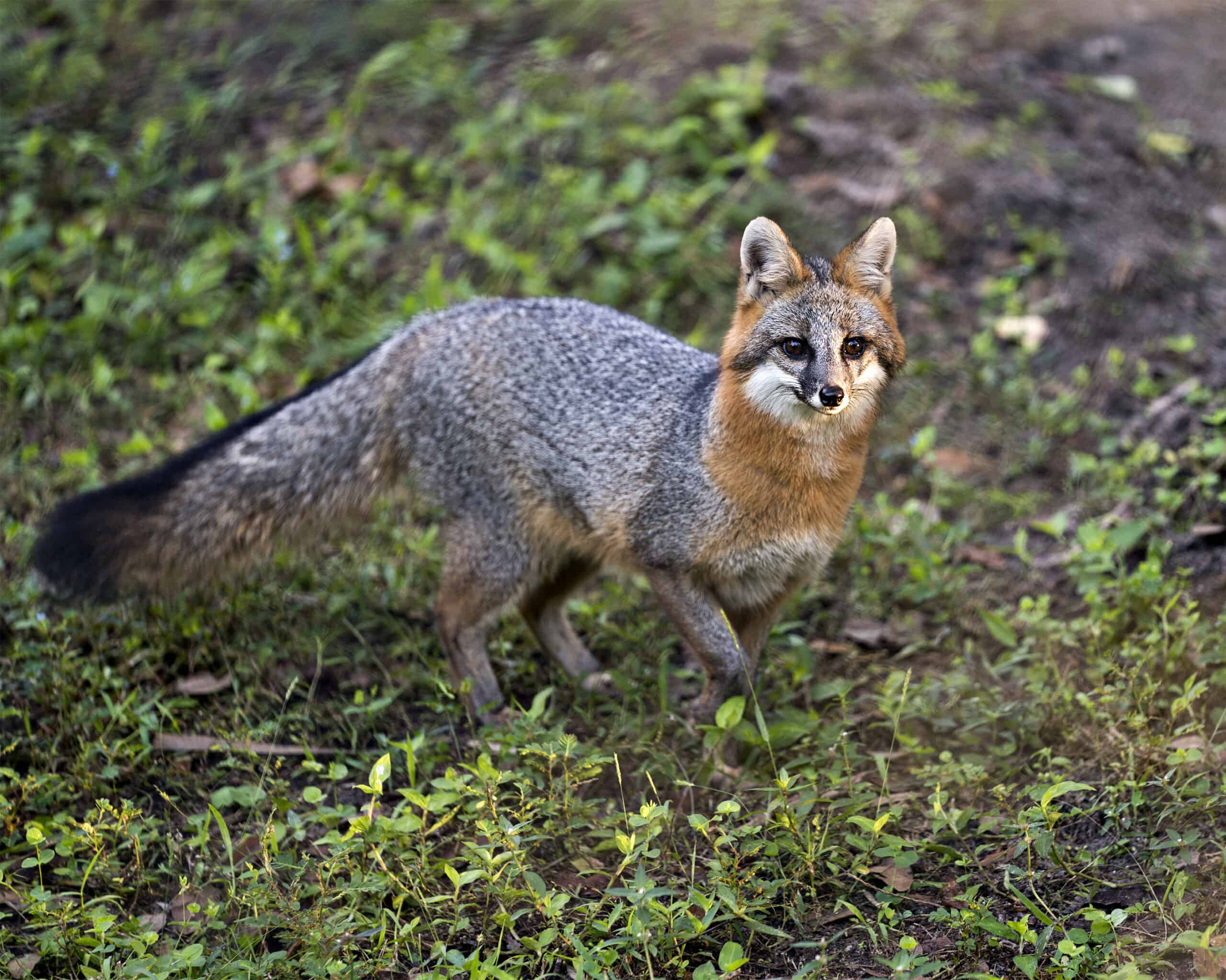 21 Animals That Call Redwood National Park Home - Animals Around The Globe