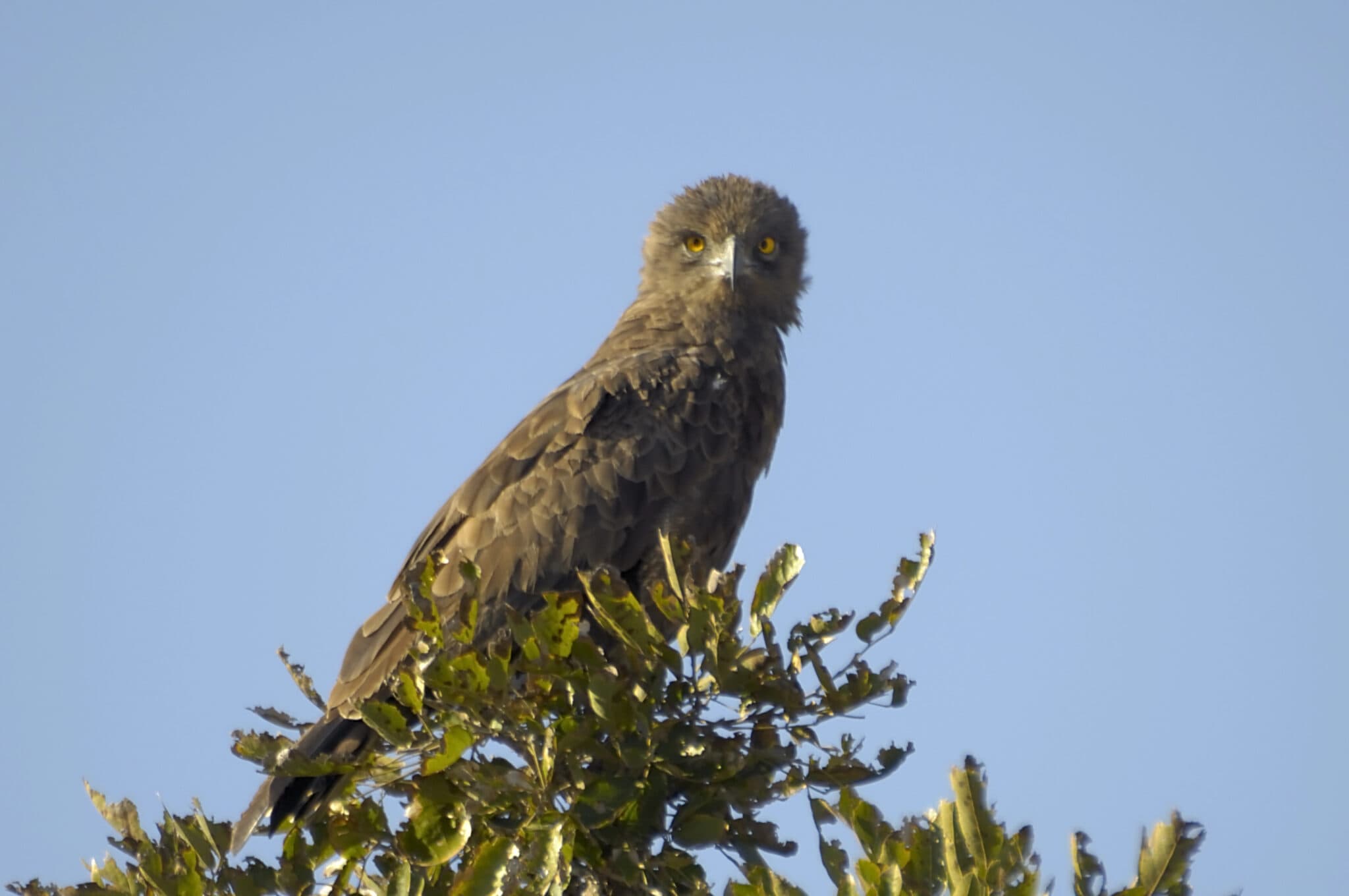 Regardez un Drongo se poser sur la tête d'un aigle serpent brun ...