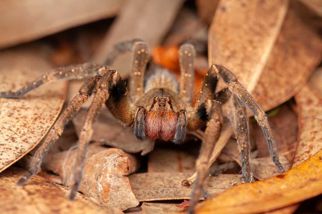 Scientists Just Found a Spider the Size of a Dinner Plate - Animals ...