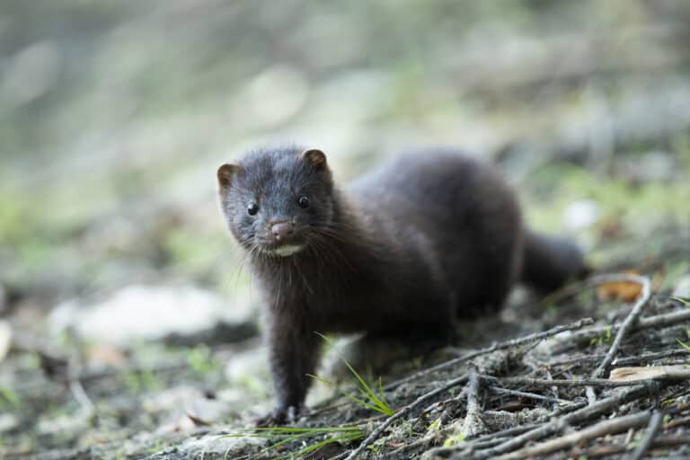 Meet The 20 Most Popular Animals Of Michigan - Animals Around The Globe