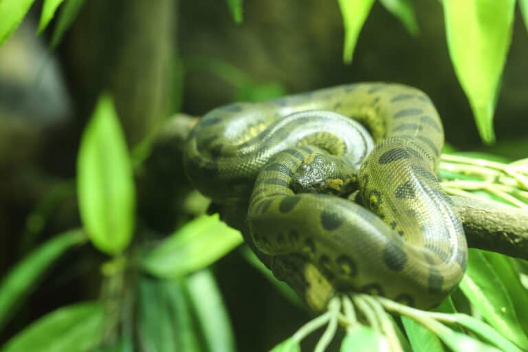 The World’s Heaviest Snake Can Weigh More Than a Refrigerator - Animals ...