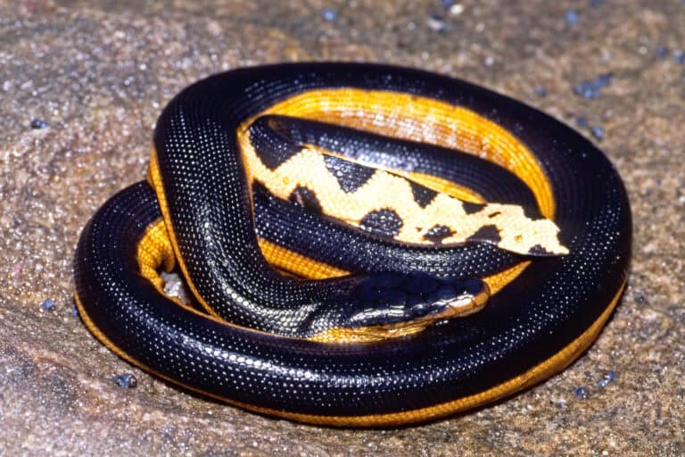 The 15 Most Aggressive Snakes in the World—And Why They Attack Without ...