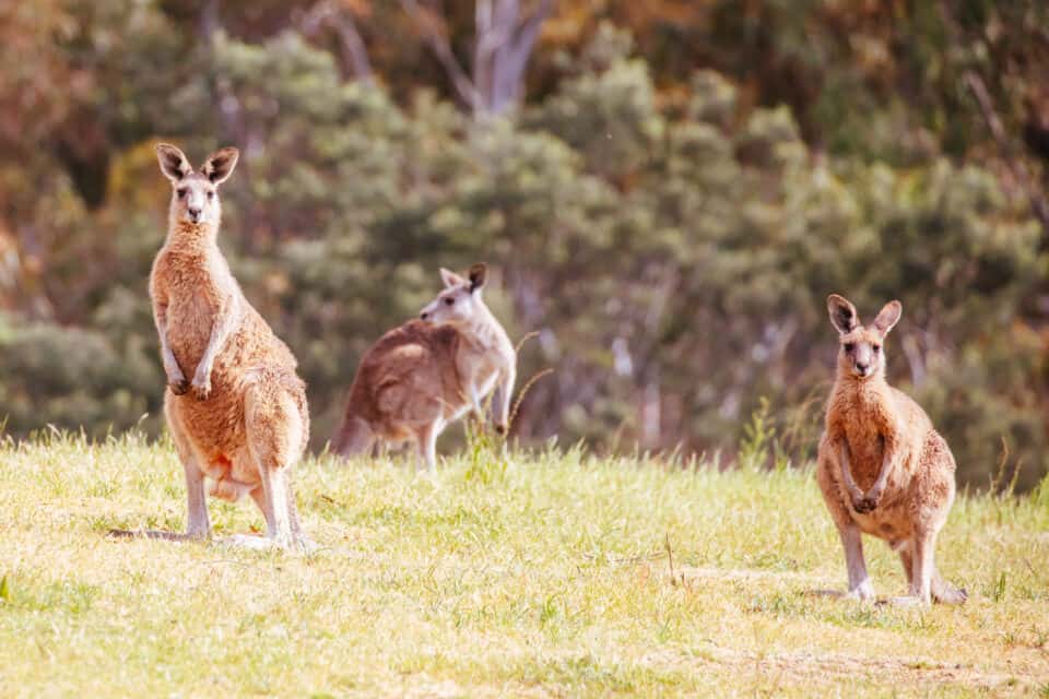 Why Do Kangaroos Hop? - Animals Around The Globe