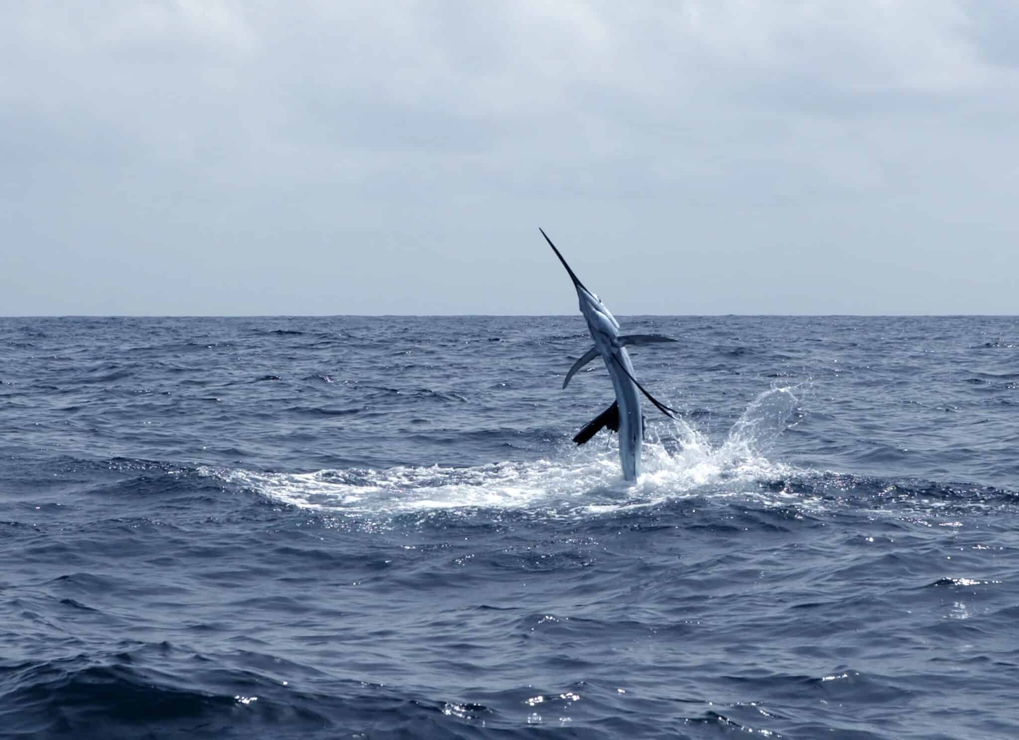 The Largest Marlin Ever Caught (1,805lb) - Animals Around The Globe