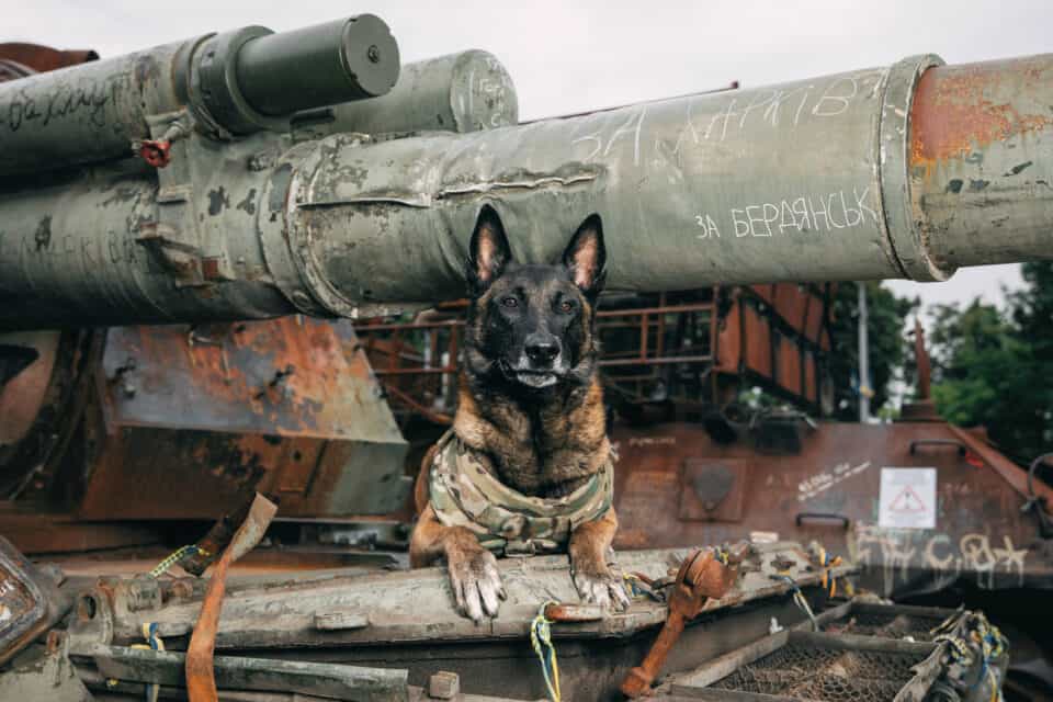 How US Military Dogs Are Trained At Lackland Airforce Base - Animals ...