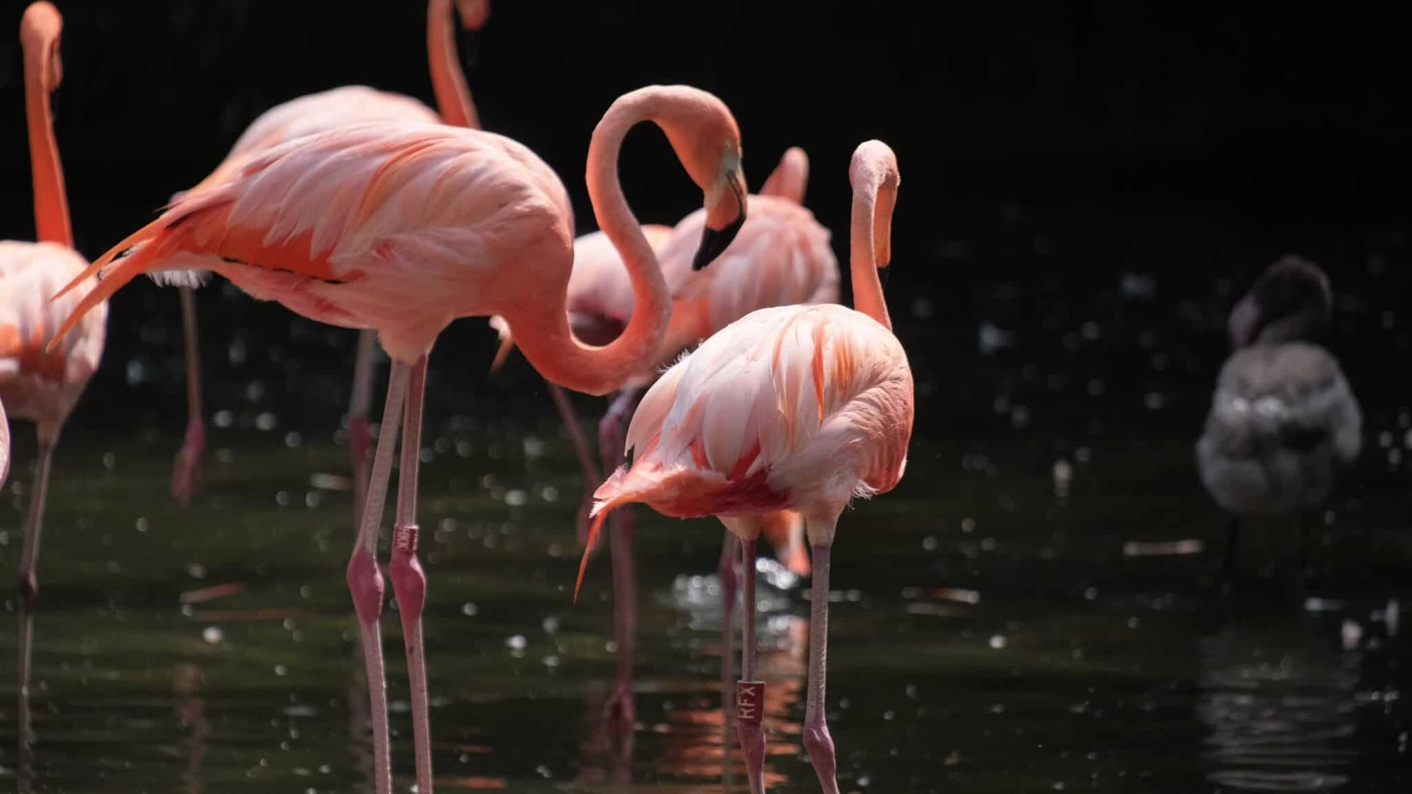 A Journey of Pink: Exploring the Migration of Flamingos