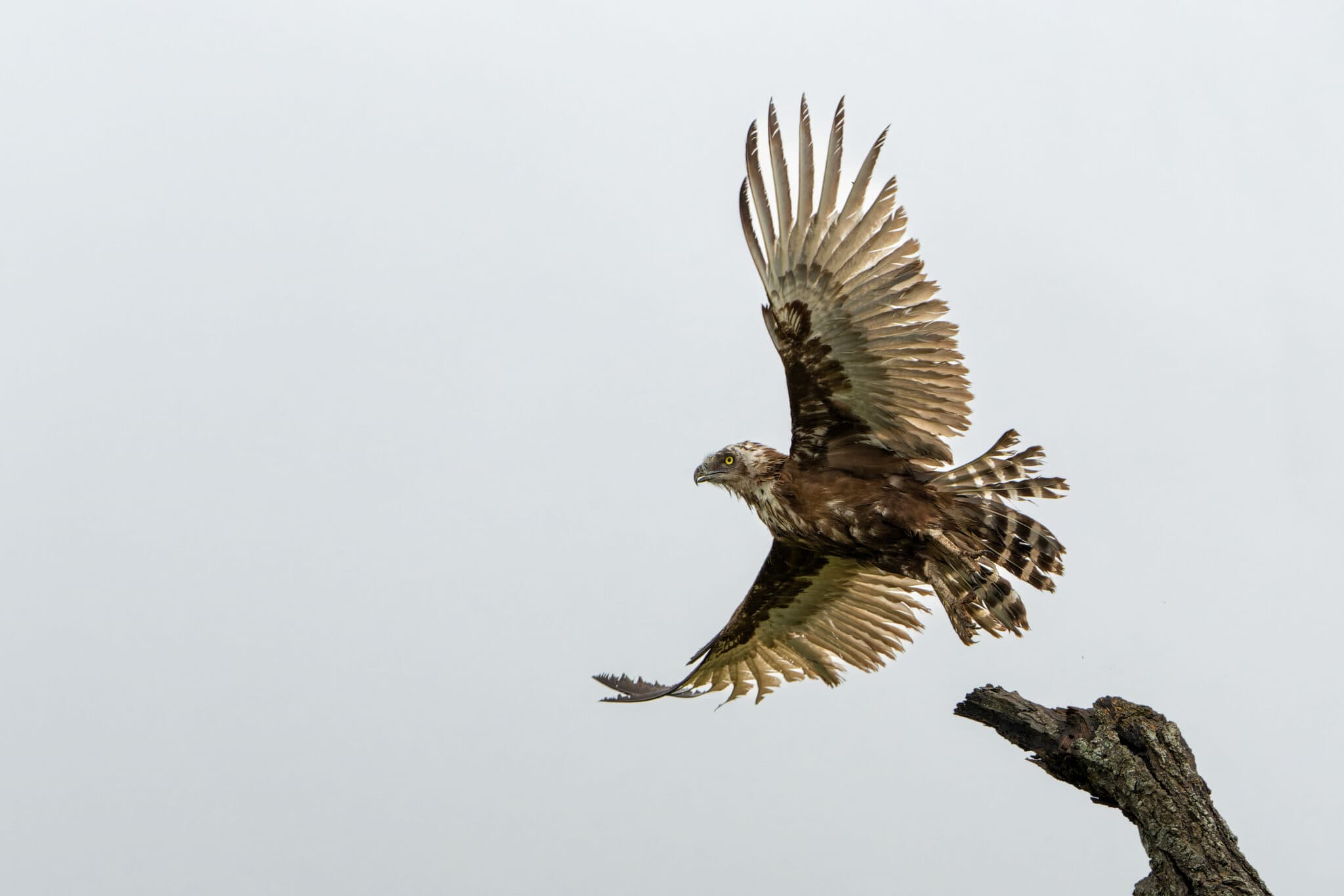 Eagles vs. Snakes: Who Would Win? - Animals Around The Globe
