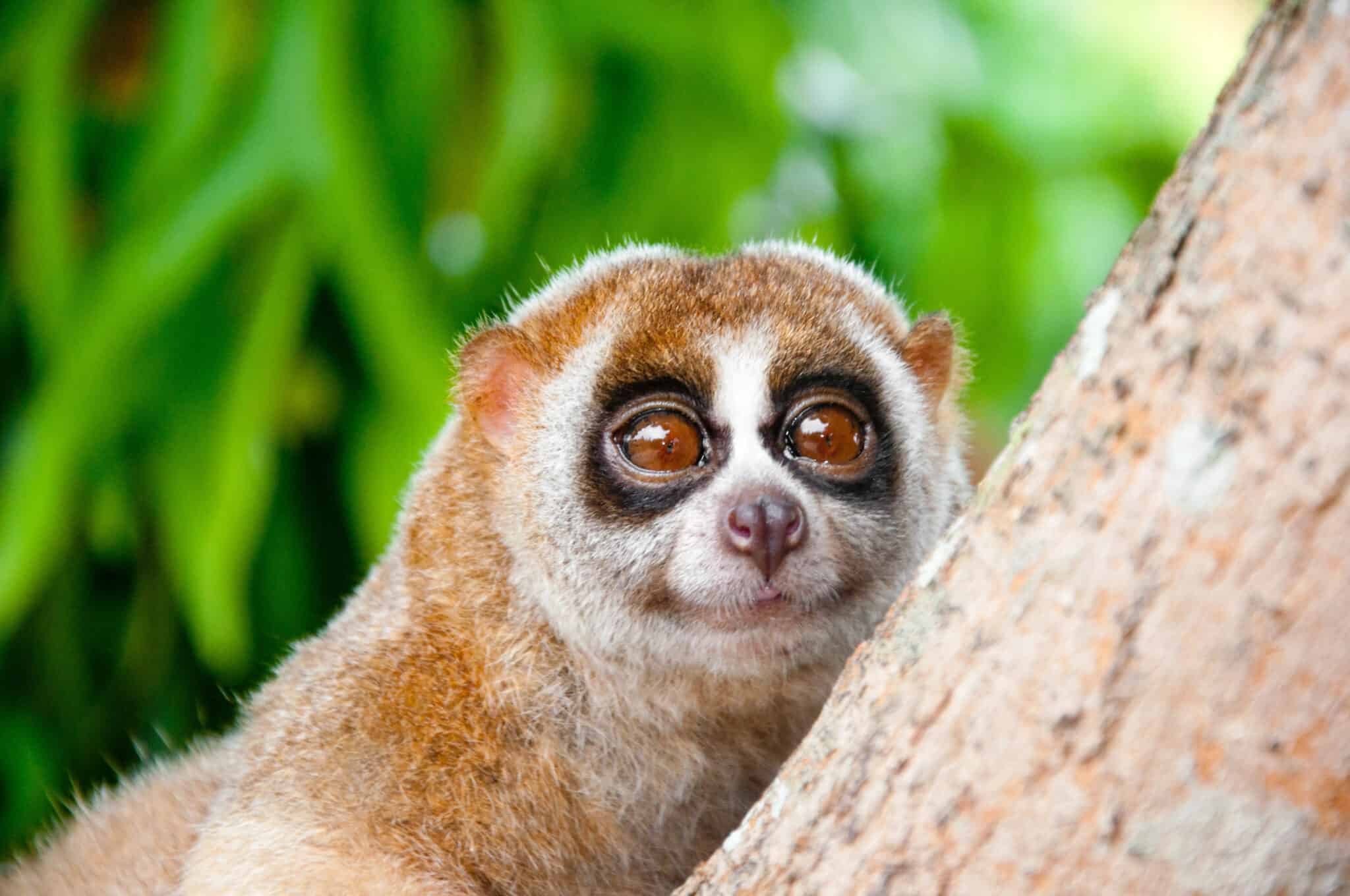 The World's Only Venomous Primate