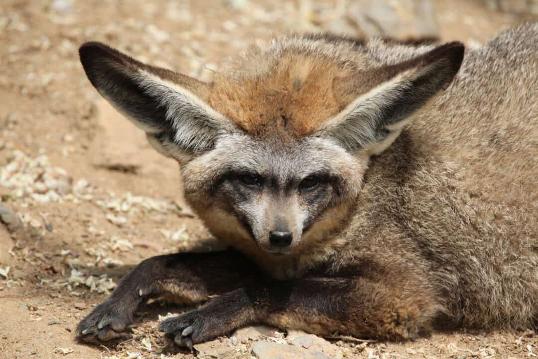12 Fox Breeds from Around the World (and Where They Live) - Animals ...