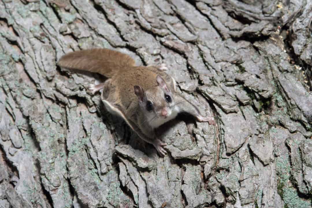 Nocturnal Animals of America - Animals Around The Globe