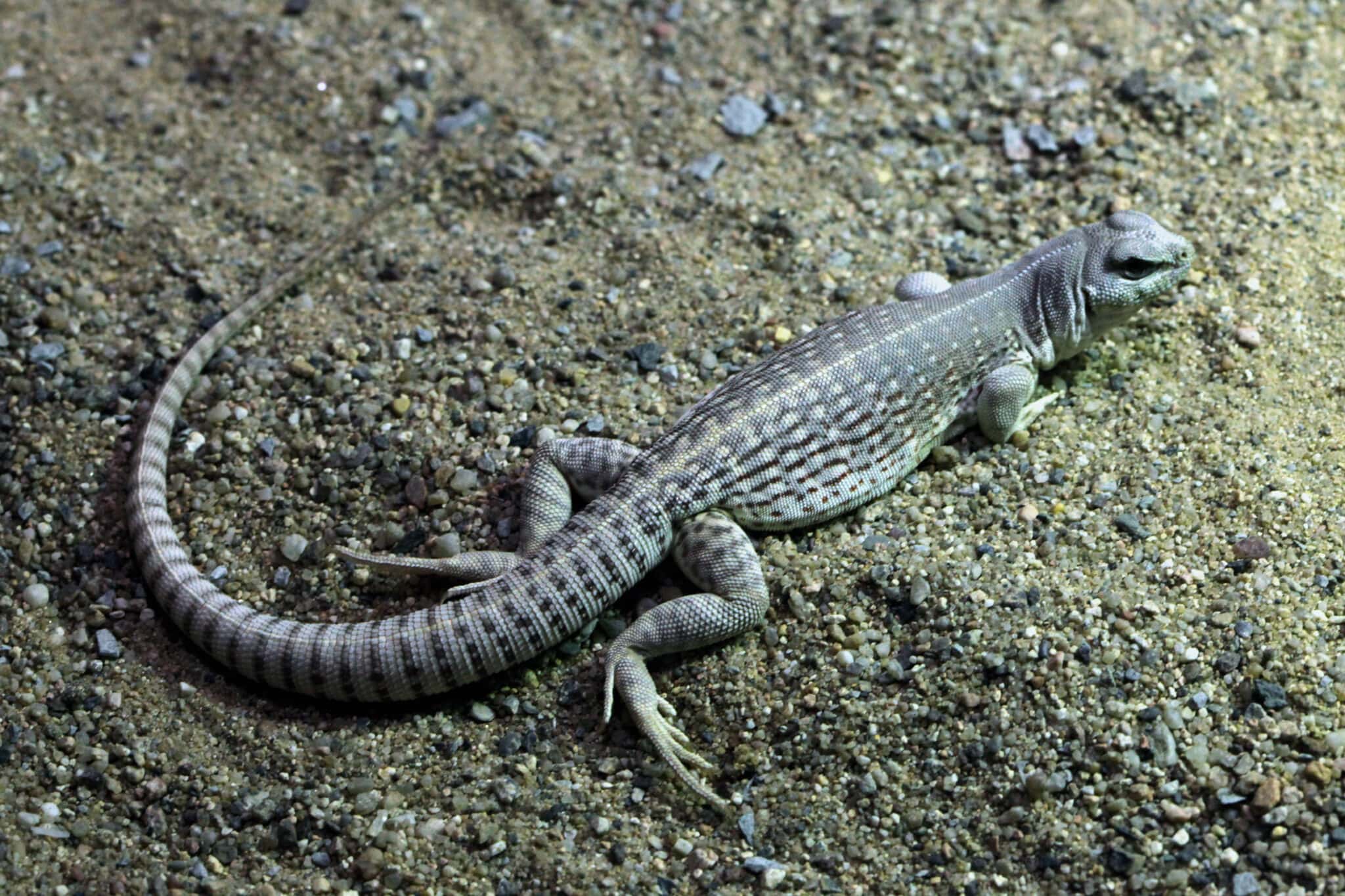 14 Cold-Blooded Creatures That Thrive in Heat - Animals Around The Globe