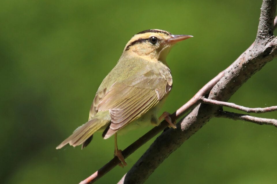 15 Rare Birds Native Only to North America - Animals Around The Globe
