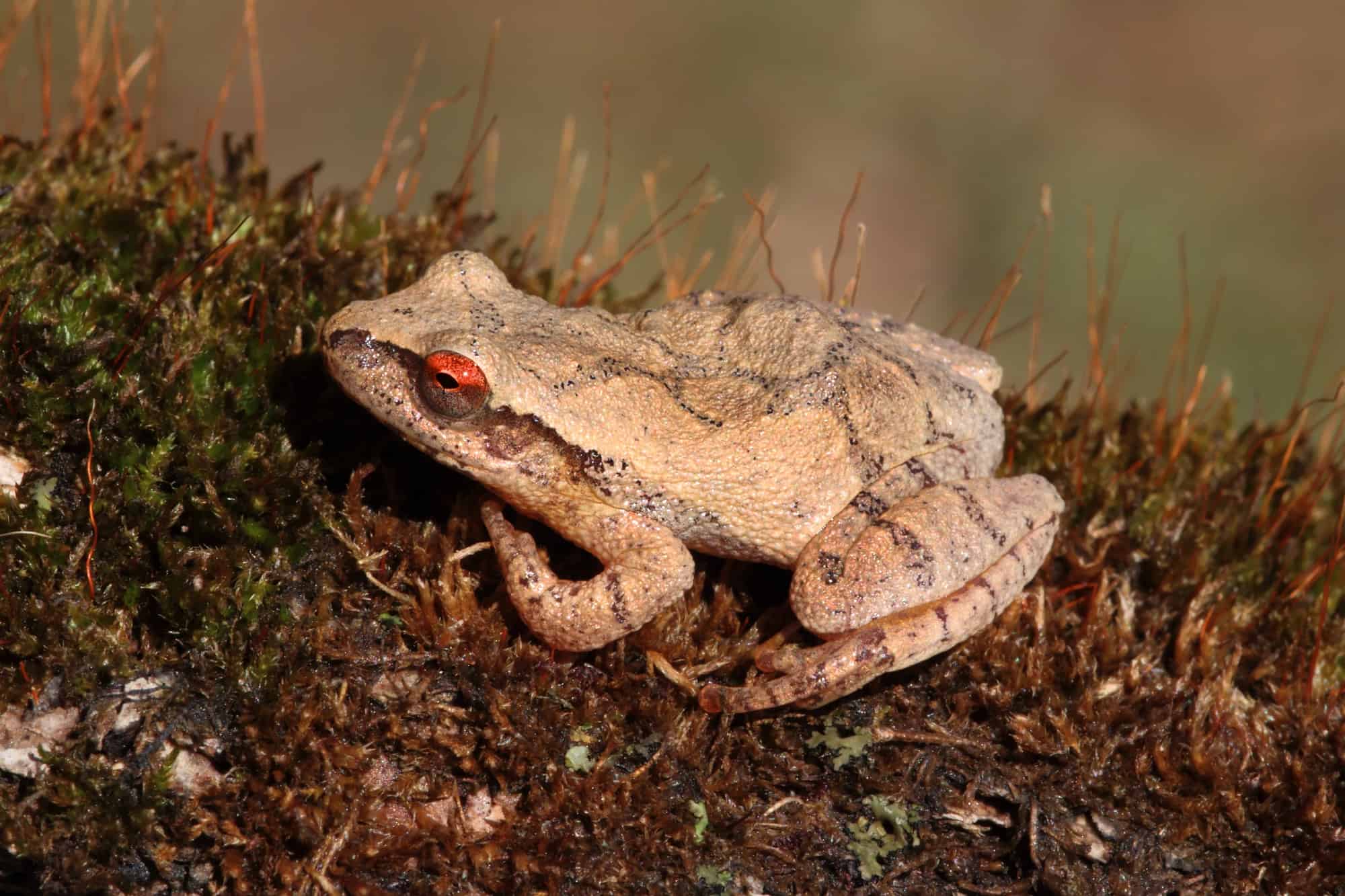 13 Amphibians That Can Survive Freezing Temperatures - Animals Around ...
