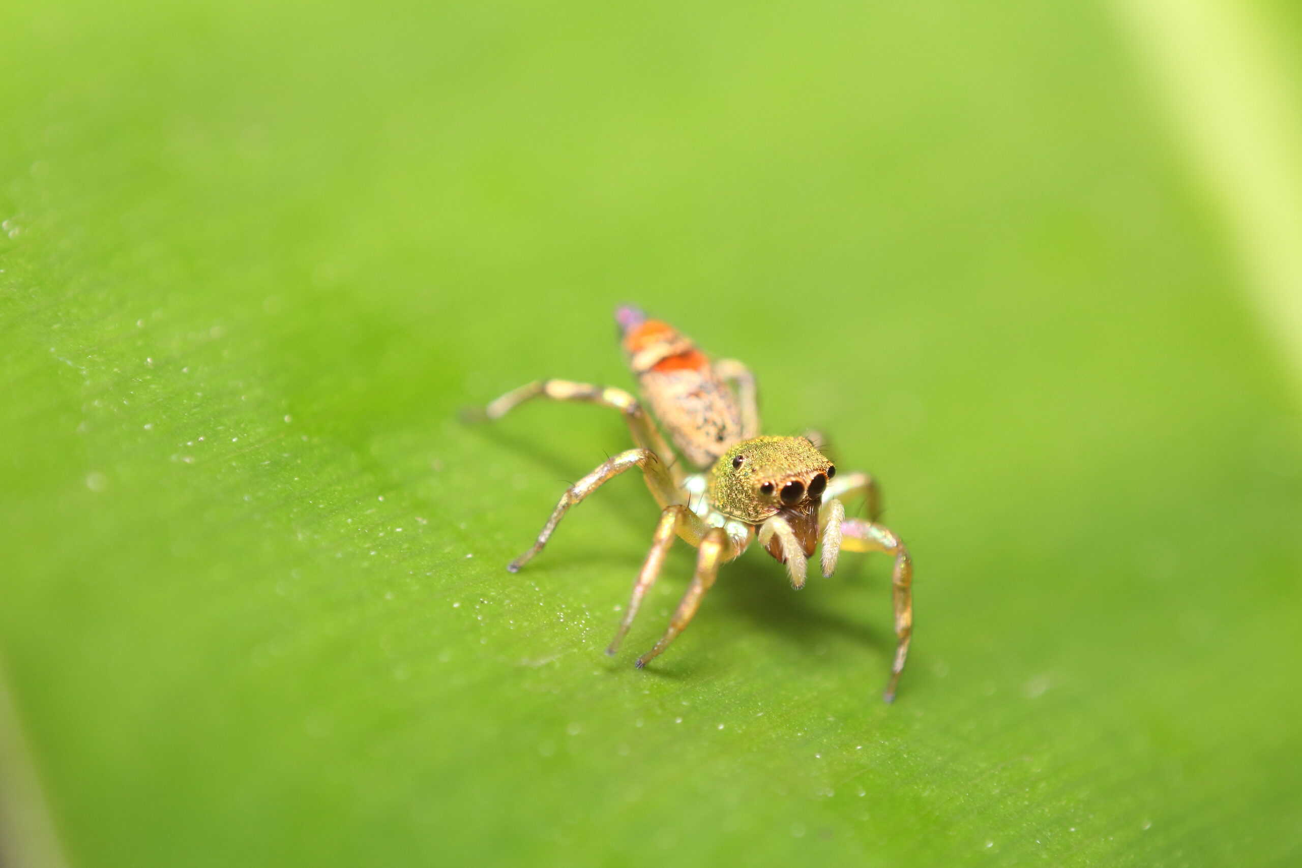 25 Stunning Facts About Jumping Spiders