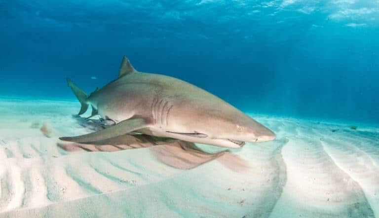 The Sharks That Happily Swim in North Carolina - Animals Around The Globe