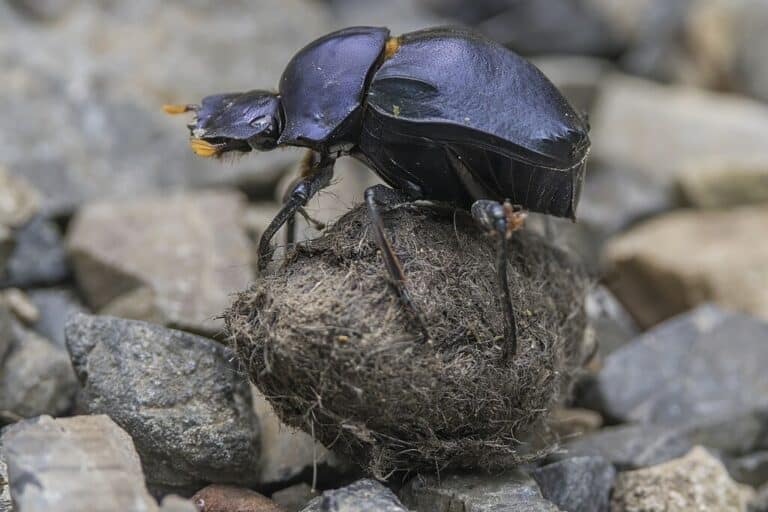 21 Animals Holding Guinness World Records - Animals Around The Globe