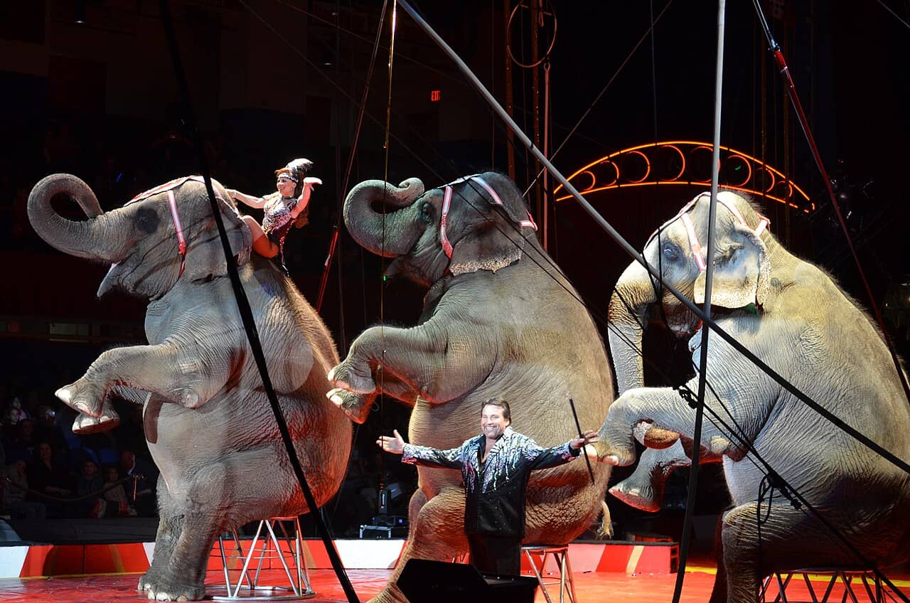 Exposing the Truth About Circus Animals: Is It Time to Ban Them for Good?