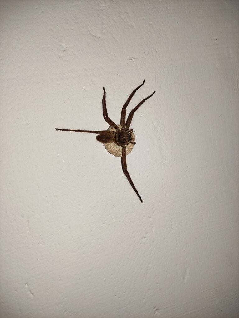 10 Creepy-Crawly Spiders That Are Surprisingly Fascinating - Animals ...