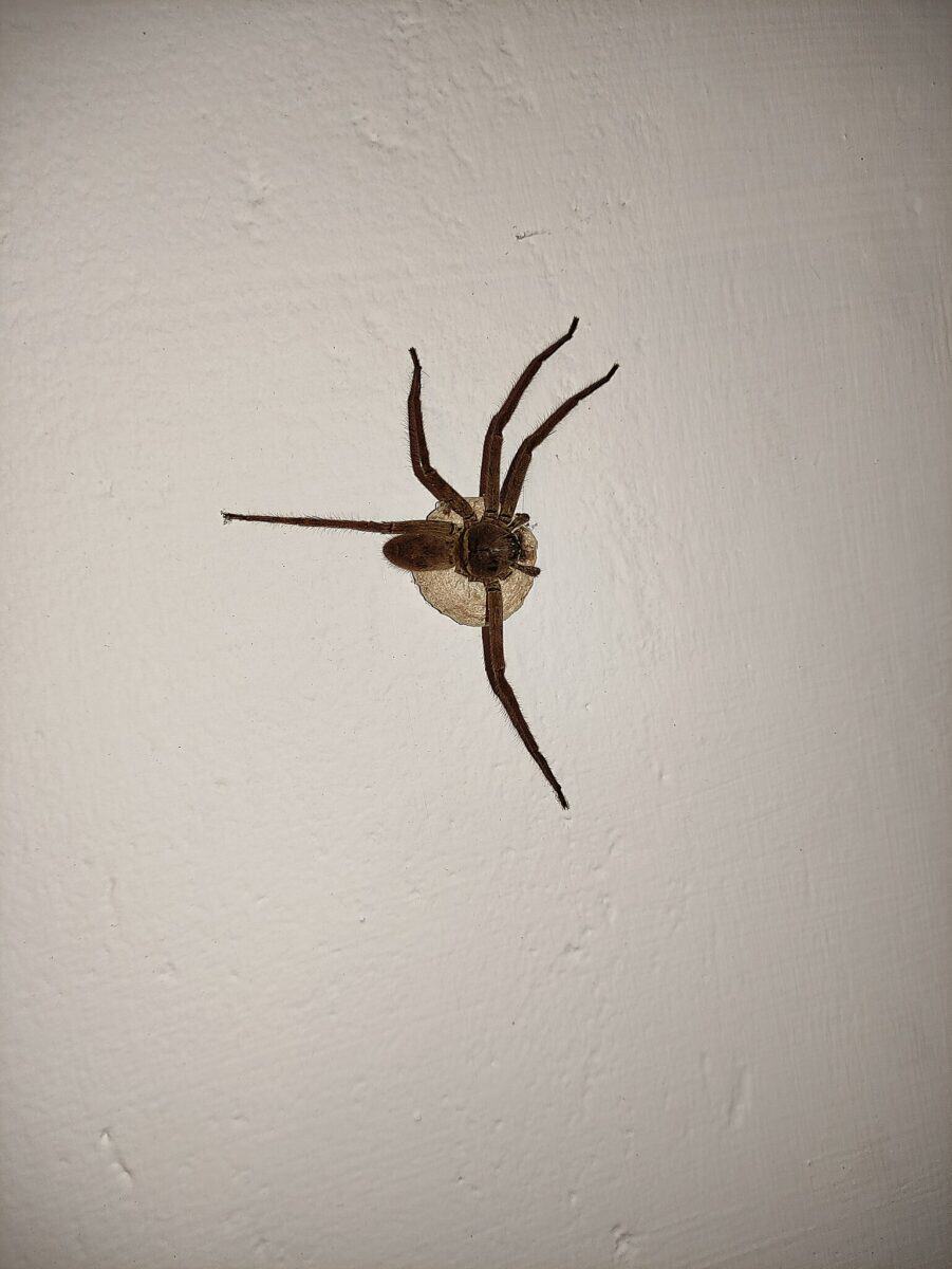 10 Creepy-Crawly Spiders That Are Surprisingly Fascinating - Animals ...