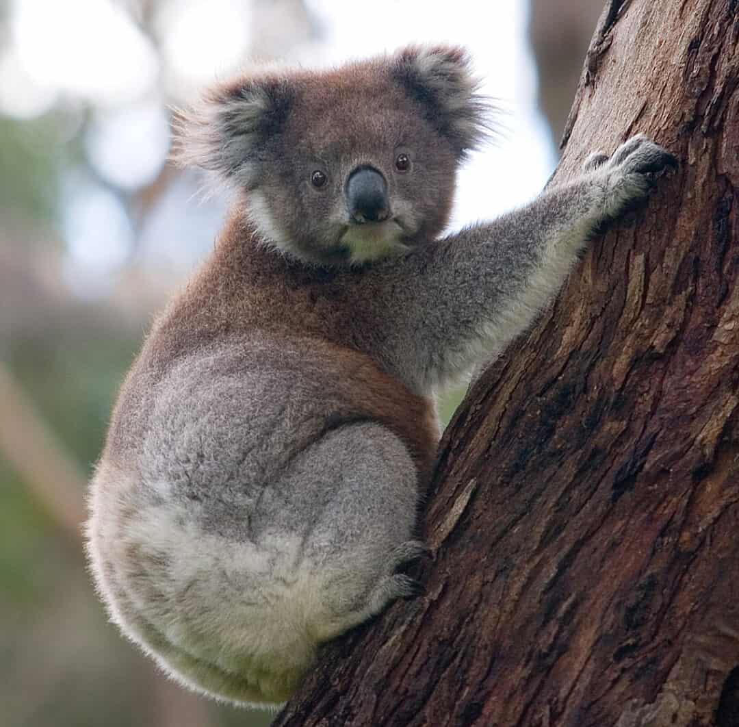 12 Signs a Koala Is Under Stress in Captivity - Animals Around The Globe