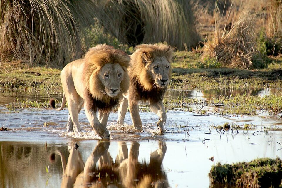 Expert Insight of Recent Video: Black Rock Lion Attacking Buffalo ...