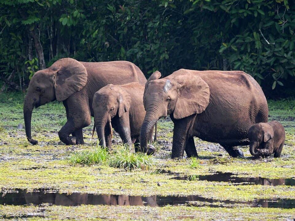 Meet the Strongest Land Mammal in the World - Animals Around The Globe