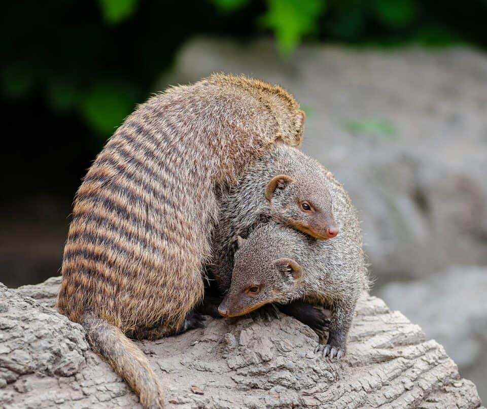 The Mongoose Disaster: Hawaii’s Greatest Invasive Animal Mistake ...
