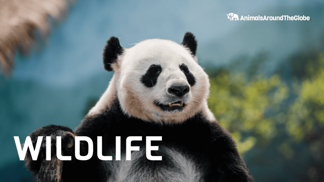 Wildlife - All Wild Animals From Elephants to Blue Whales