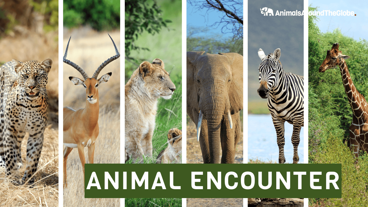 Animal Encounters - News, Facts and Videos