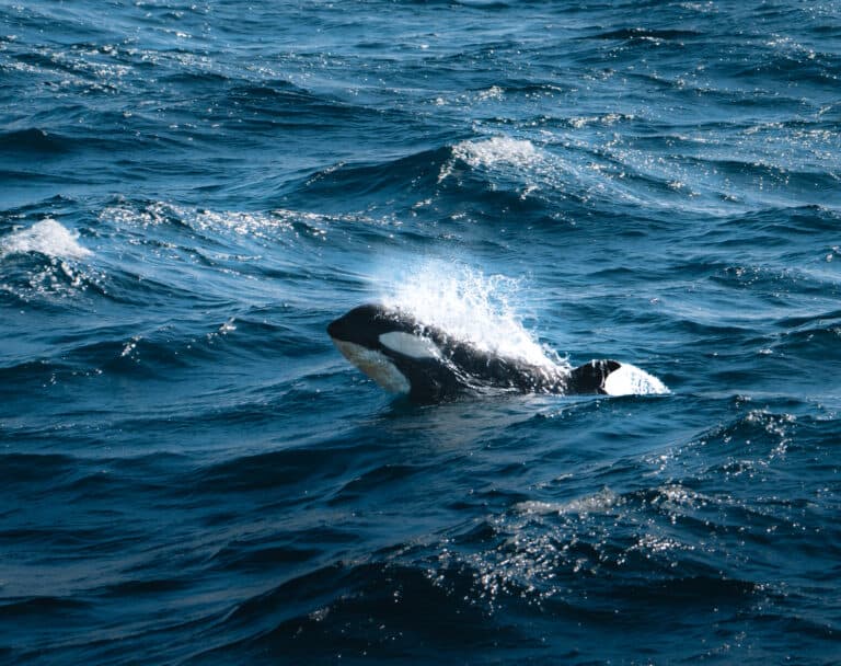 The Largest Orca Pod Ever Recorded Off the U.S. Coast - Animals Around ...