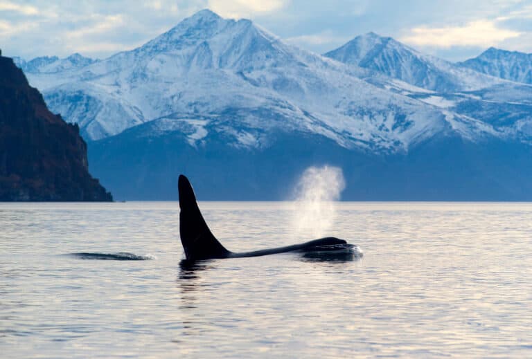 Witness a Thrilling Orca Encounter Up Close During a Paddle Adventure ...