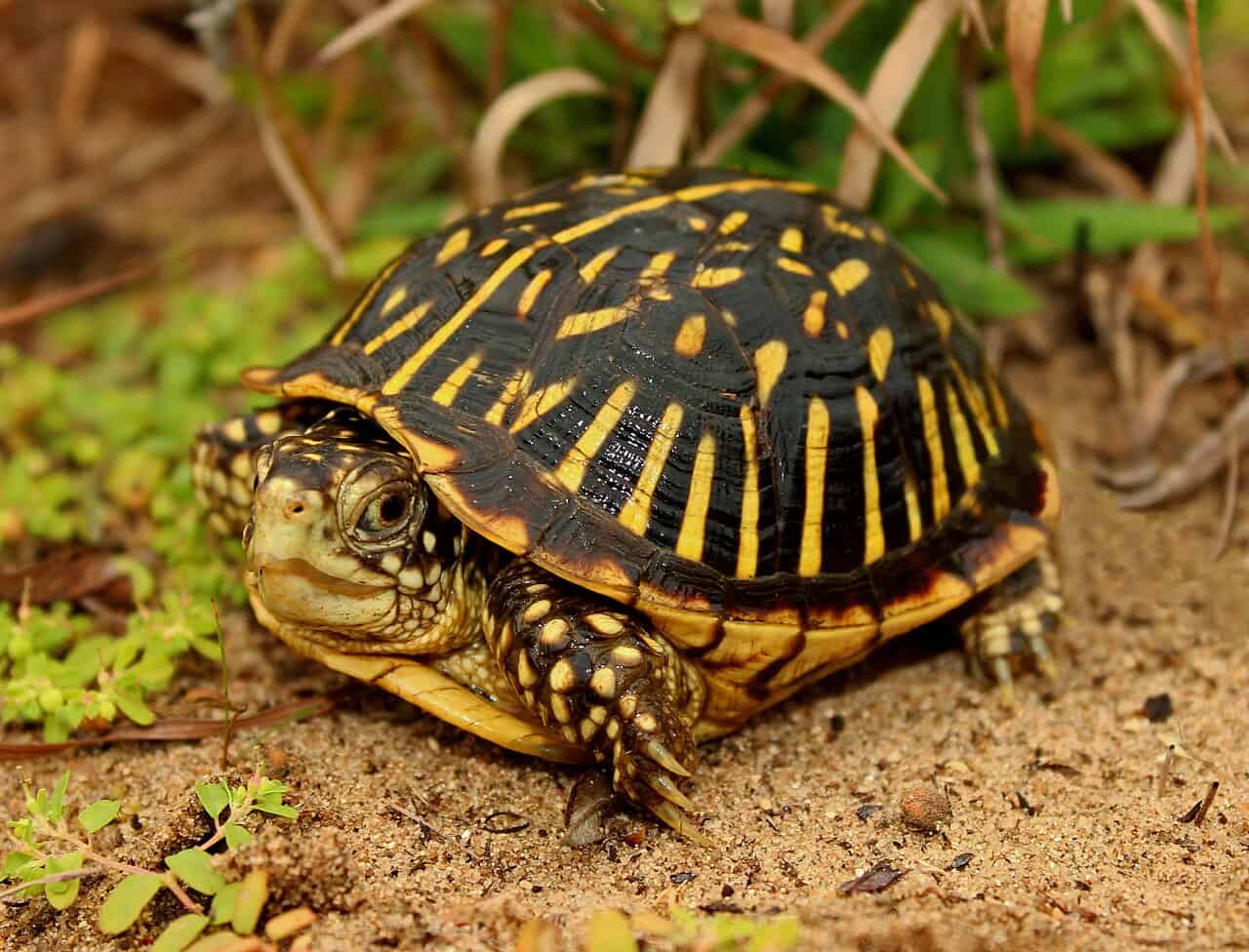 Why You Should Never Release a Pet Turtle Into the Wild