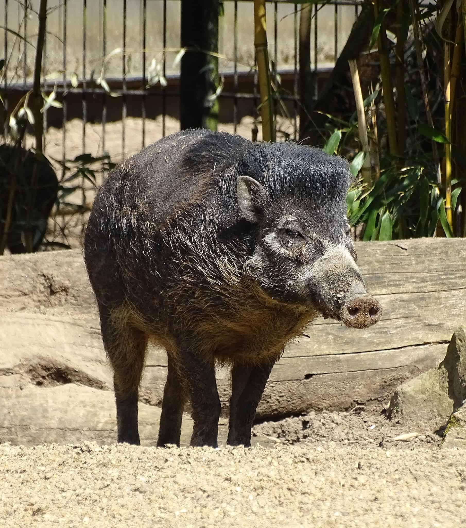 Ohio Legislature Takes First Step in Clamping Down on Feral Pigs ...