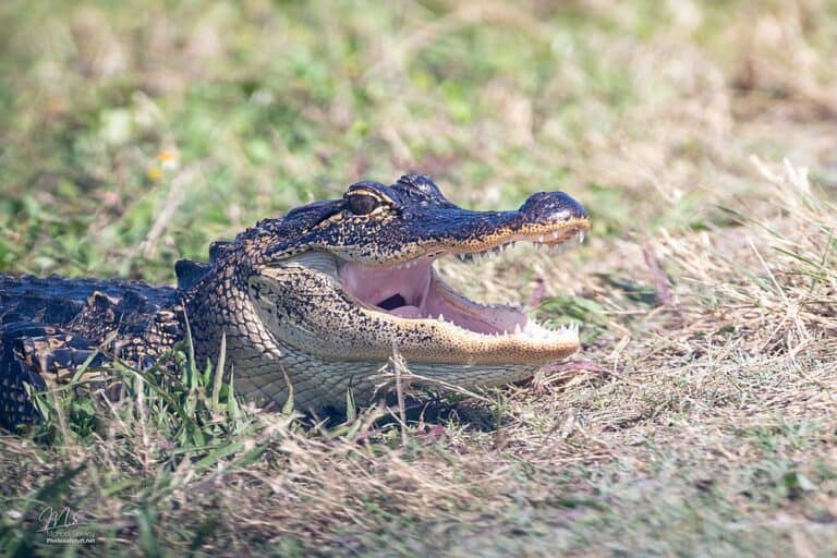 One of the Rarest Alligators in the Whole World Just Born In Florida: A ...