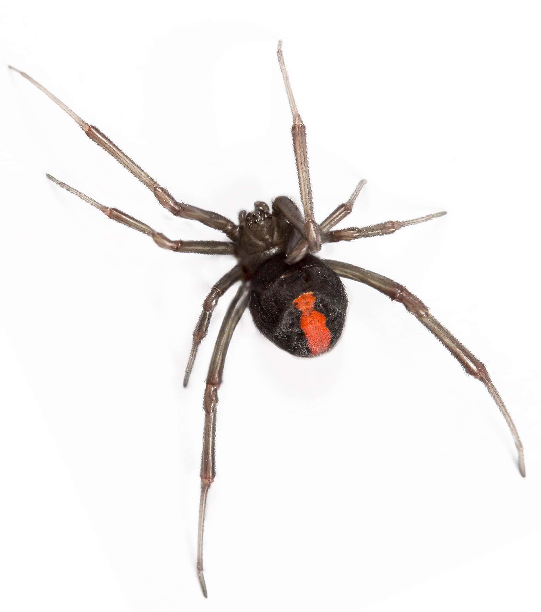 How Male Redback Spiders Sacrifice Themselves for Reproduction ...