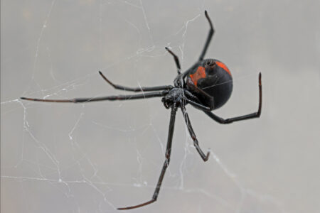 20 Most Fascinating Spiders Found Around the World - Animals Around The ...