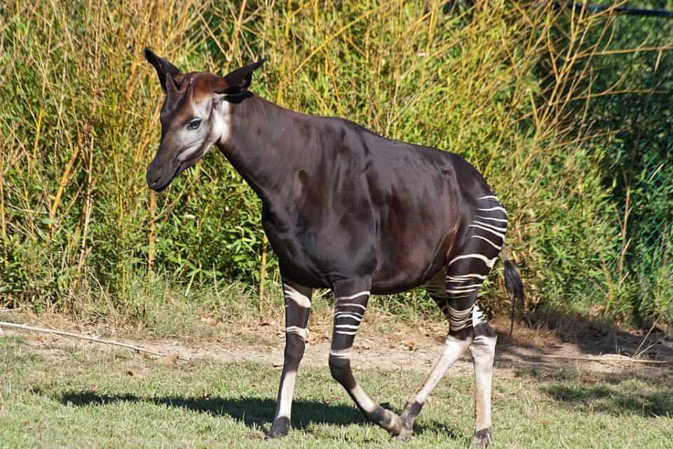 15 Animals and Wildlife that Start with O - Animals Around The Globe