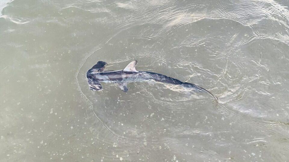 The Sharks That Happily Swim in North Carolina - Animals Around The Globe