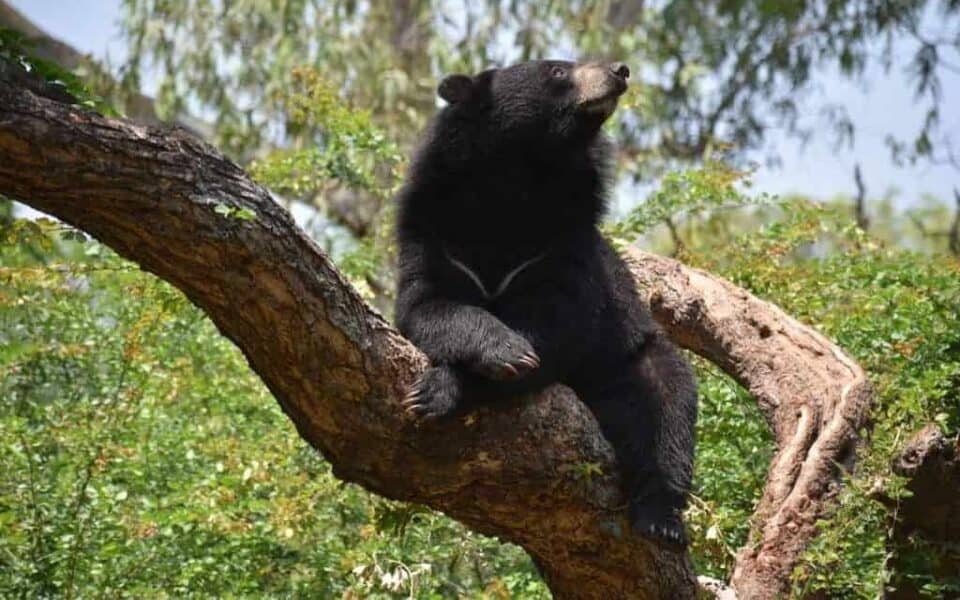The Bear Species Scientists Thought Was Extinct Until Now - Animals ...