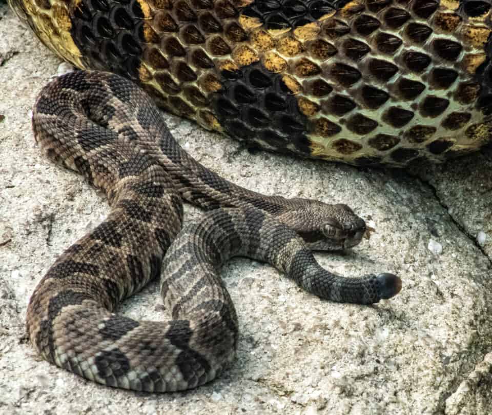 Georgia’s Most Dangerous Snakes and Where They’re Hiding - Animals ...