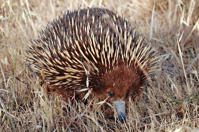 The 10 Weirdest Looking Animals - Animals Around The Globe