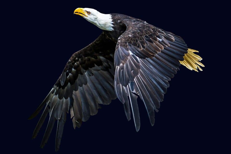 15 Reasons Why the Bald Eagle is the National Animal of the U.S ...