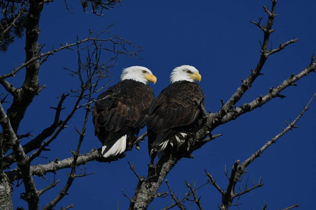 Bald Eagle Hotspots: The 10 Best States to Spot Them - Animals Around ...