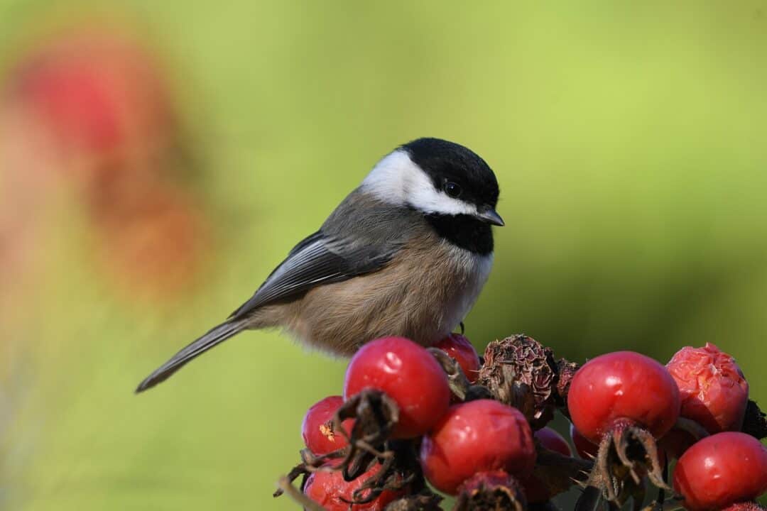 Meet The 20 Most Popular Animals Of Ohio - Animals Around The Globe