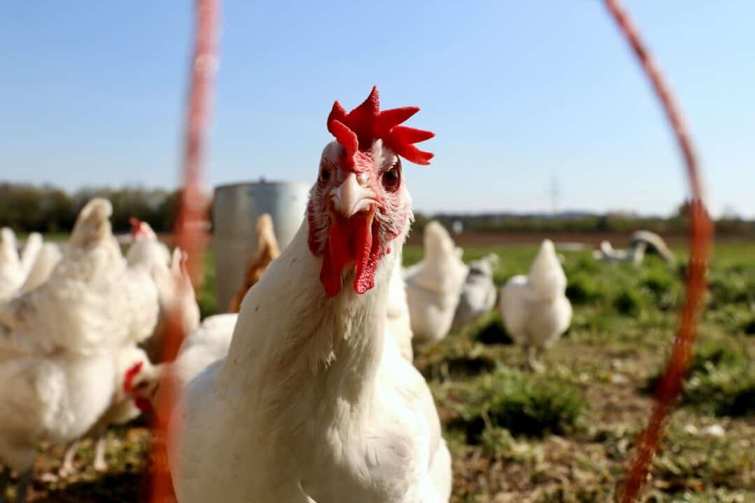 Chickens Share DNA With T. Rex - Animals Around The Globe