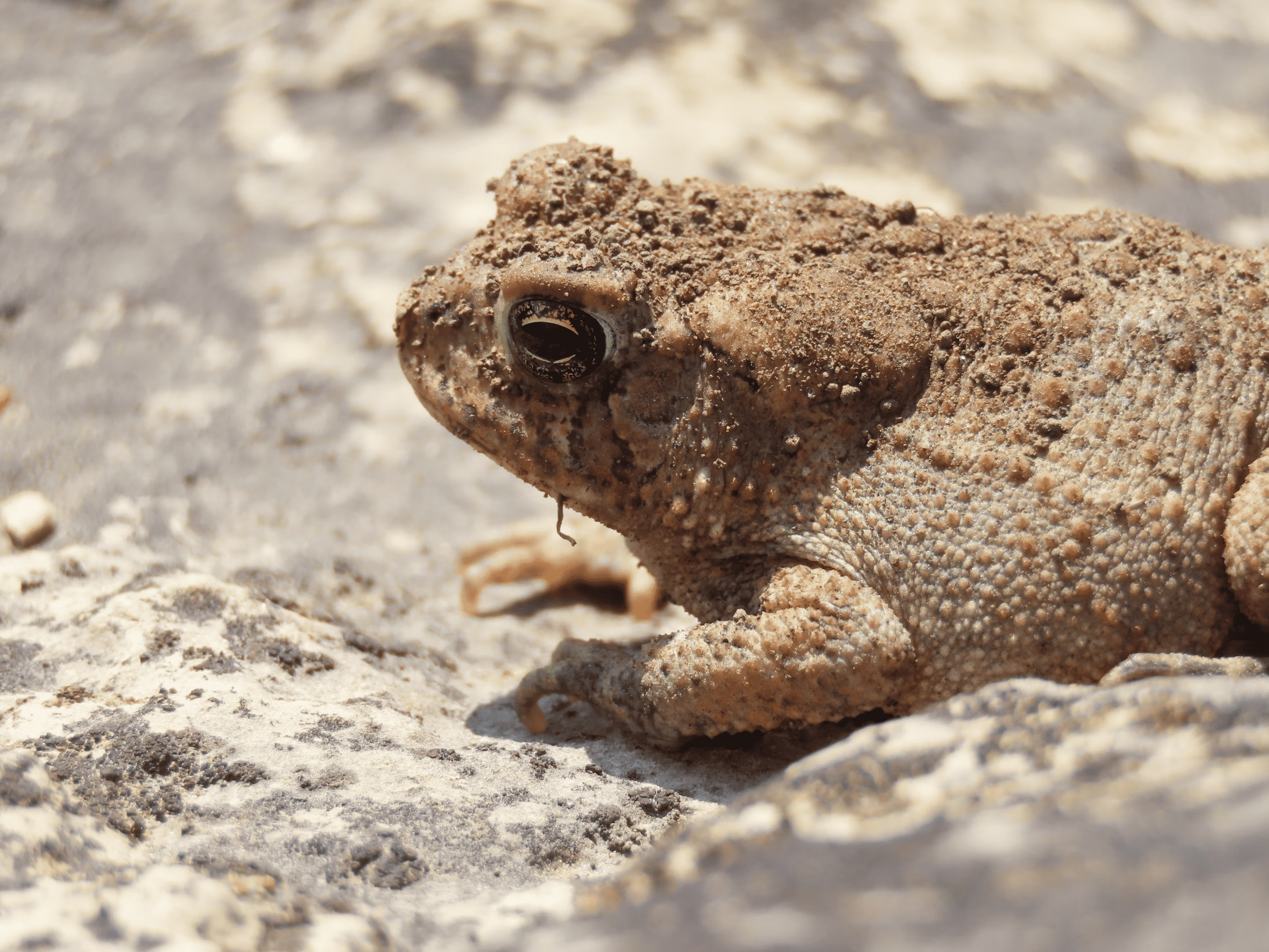 Meet The 20 Most Popular Animals Of Ohio - Animals Around The Globe